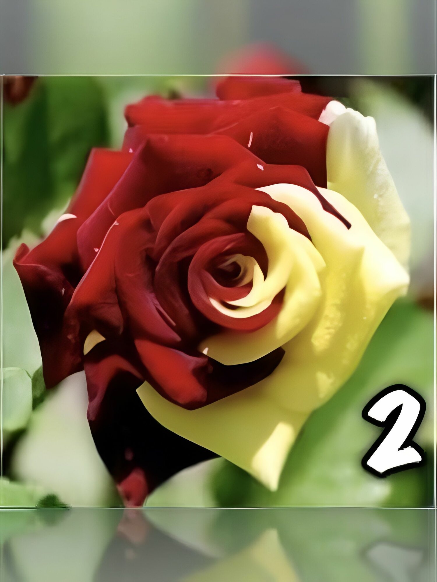 Роза семена в ампуле 10 штук