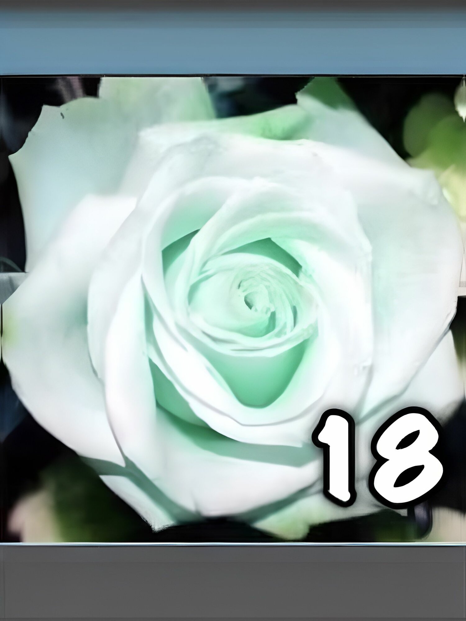 Роза семена в ампуле 10 штук