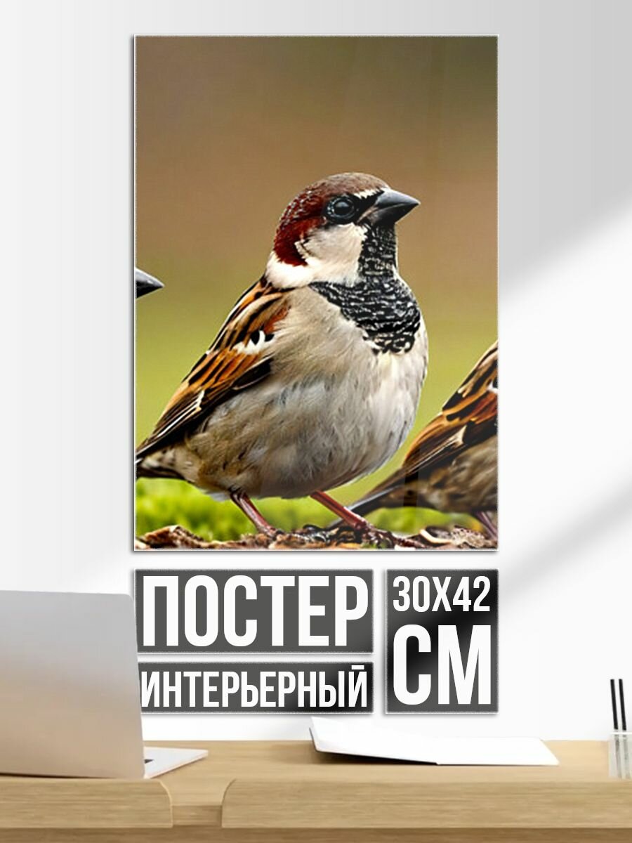 Постер на стену Воробей