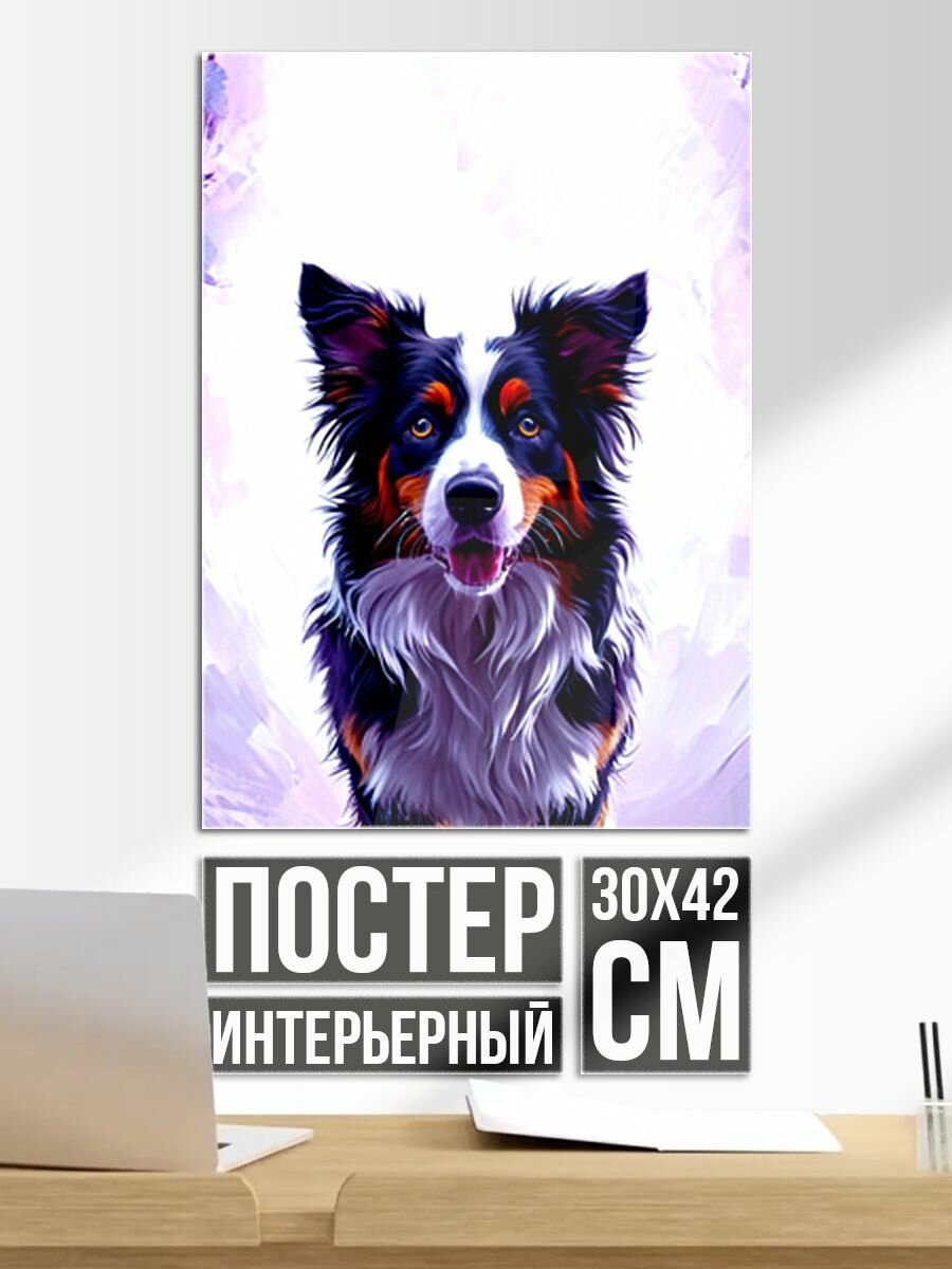 Постер на стену Бордер-колли на фиолетовом