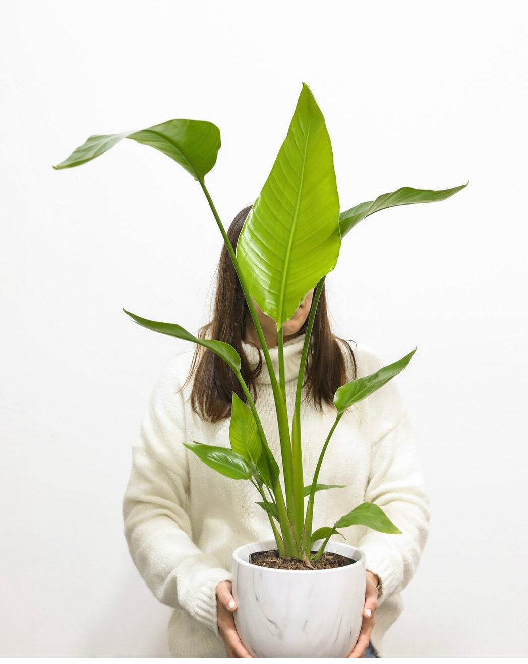 Стрелиция 120 см, в кашпо