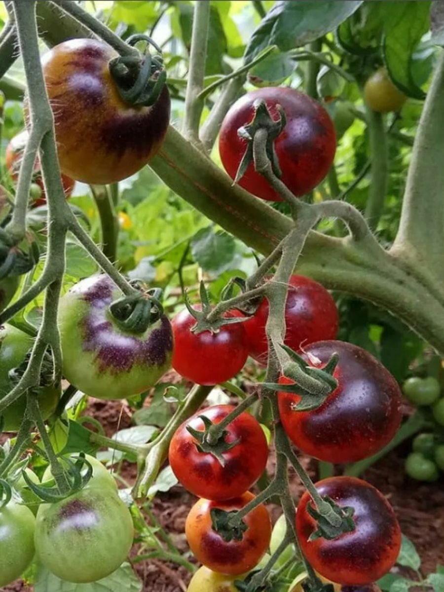 Семена Томат Каштановый шоколад (Chestnut Chocolate), 10 штук