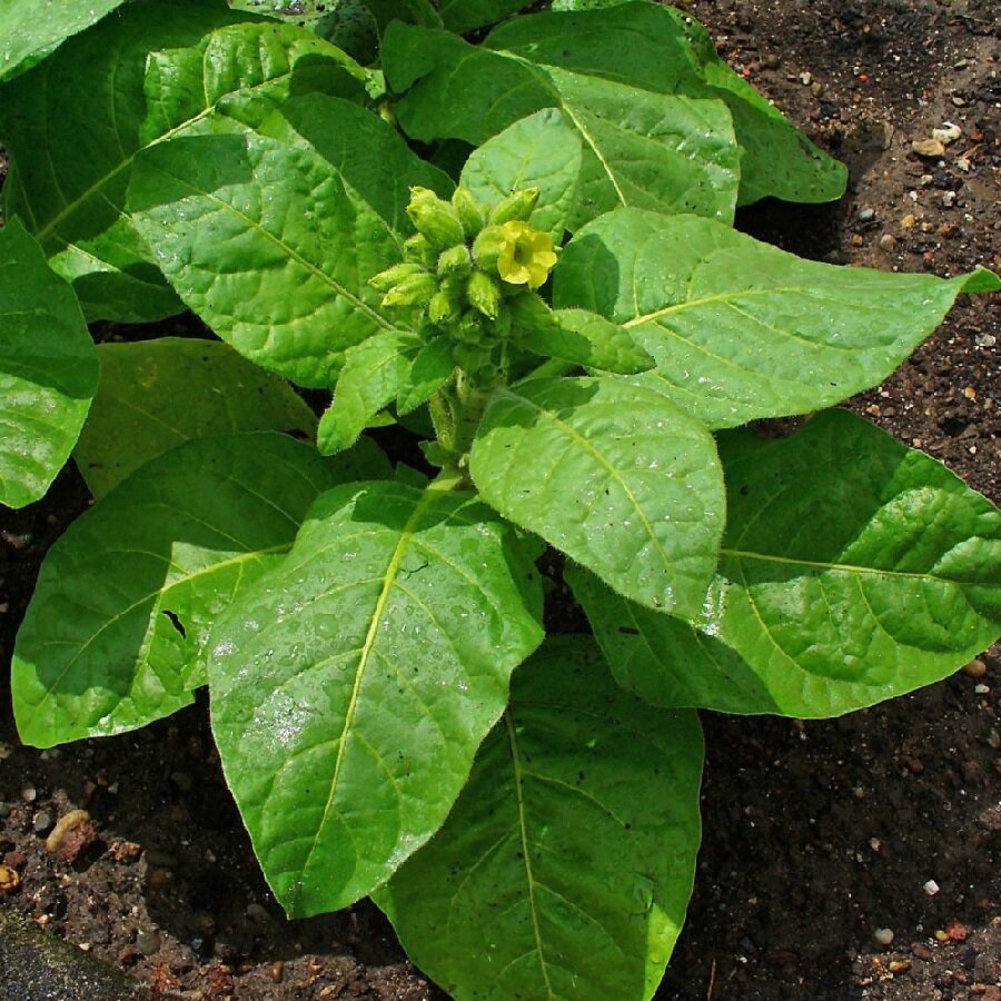 Семена Deodar SEEDS COMPANY Табак Мах-ка Крымская 300 шт.