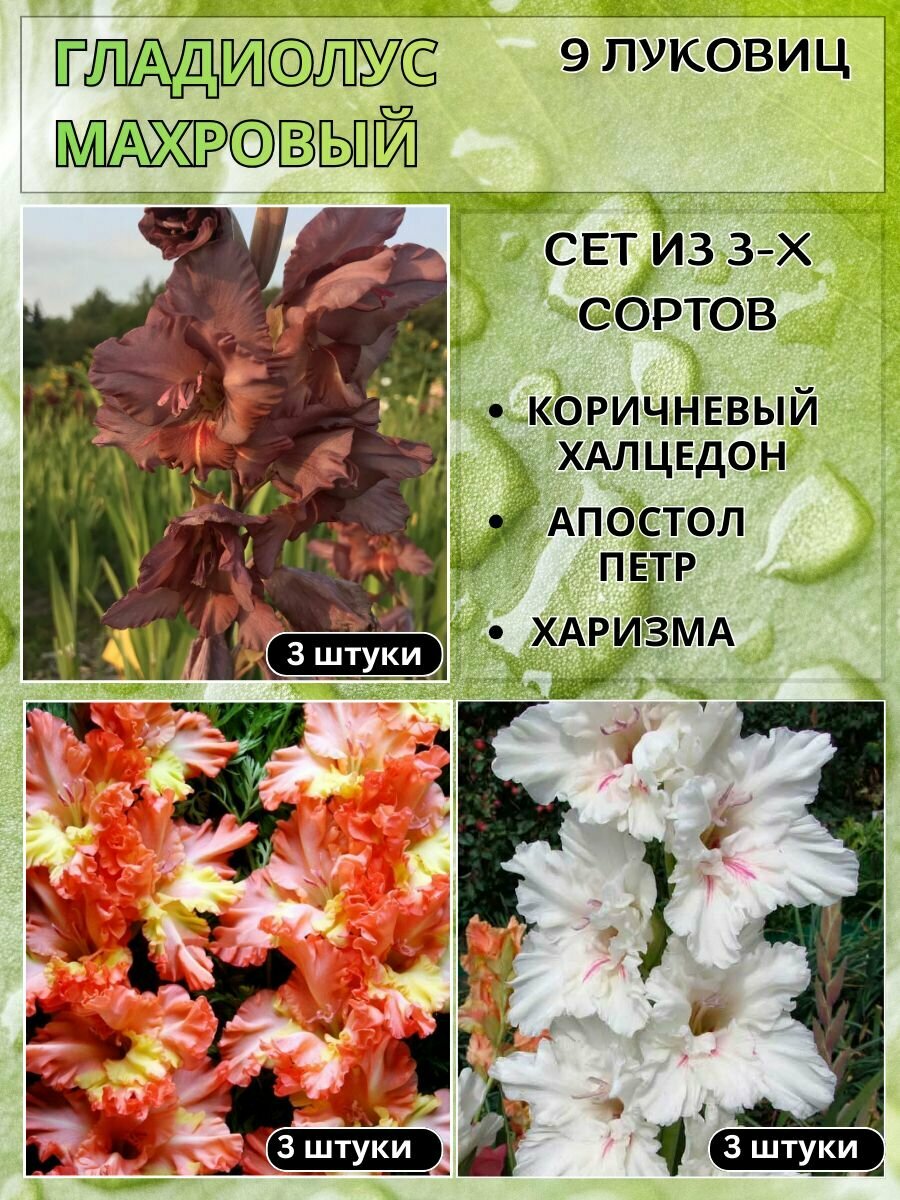 Гладиолусы, сет из 3-х сортов, 9 луковиц