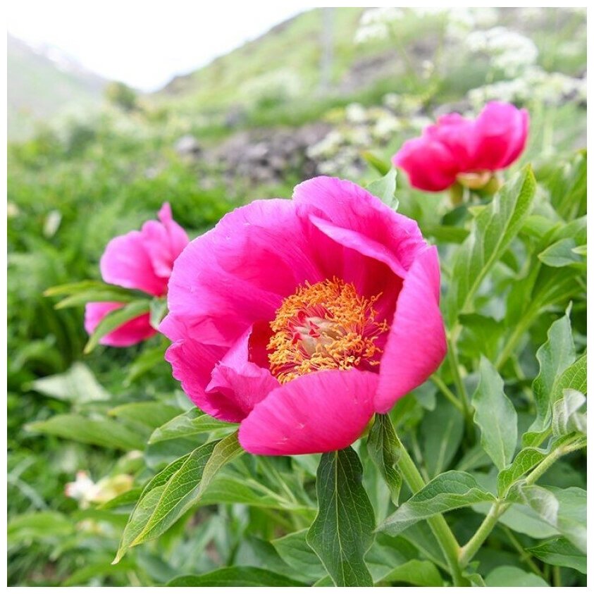 Семена Орешка Пион Крымский 5 ШТ