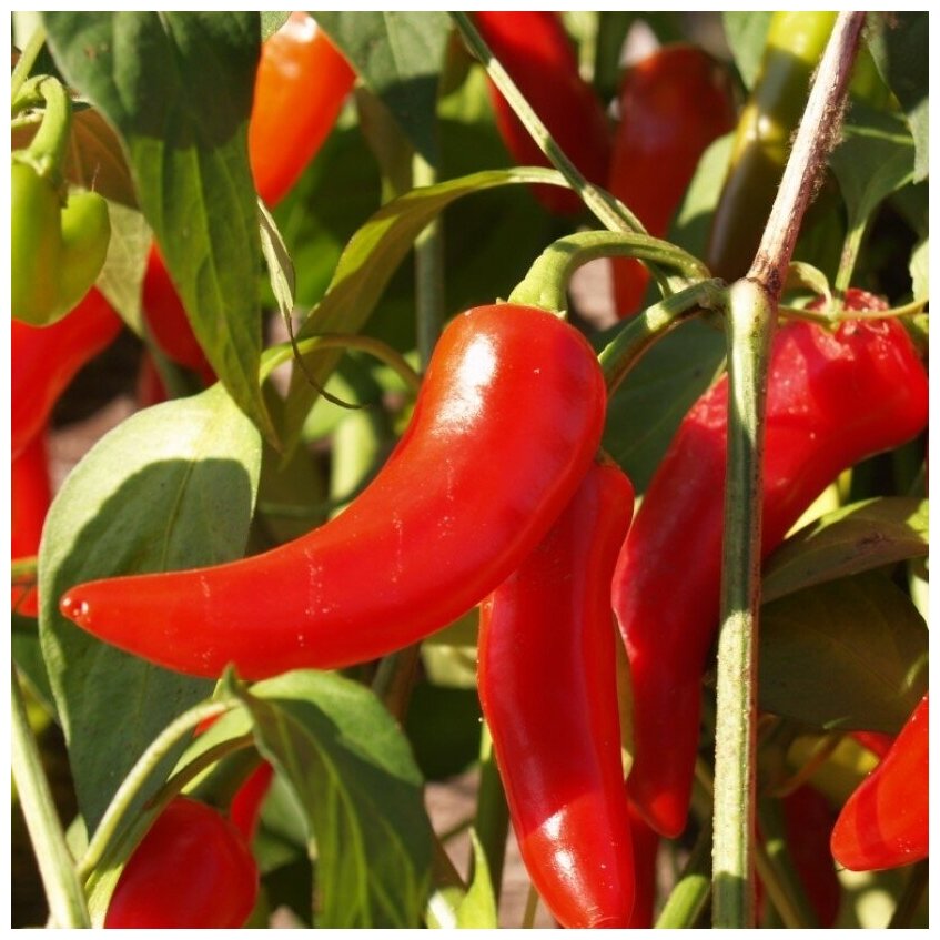 Семена Орешка Перец острый Pepperonchino Italia 5 ШТ