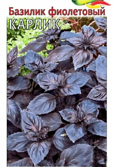 Семена Базилик Карлик, фиолетовый