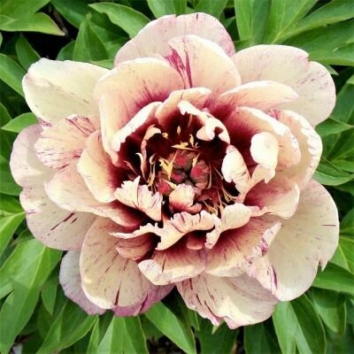 Пион ИТО All That Jazz 1шт