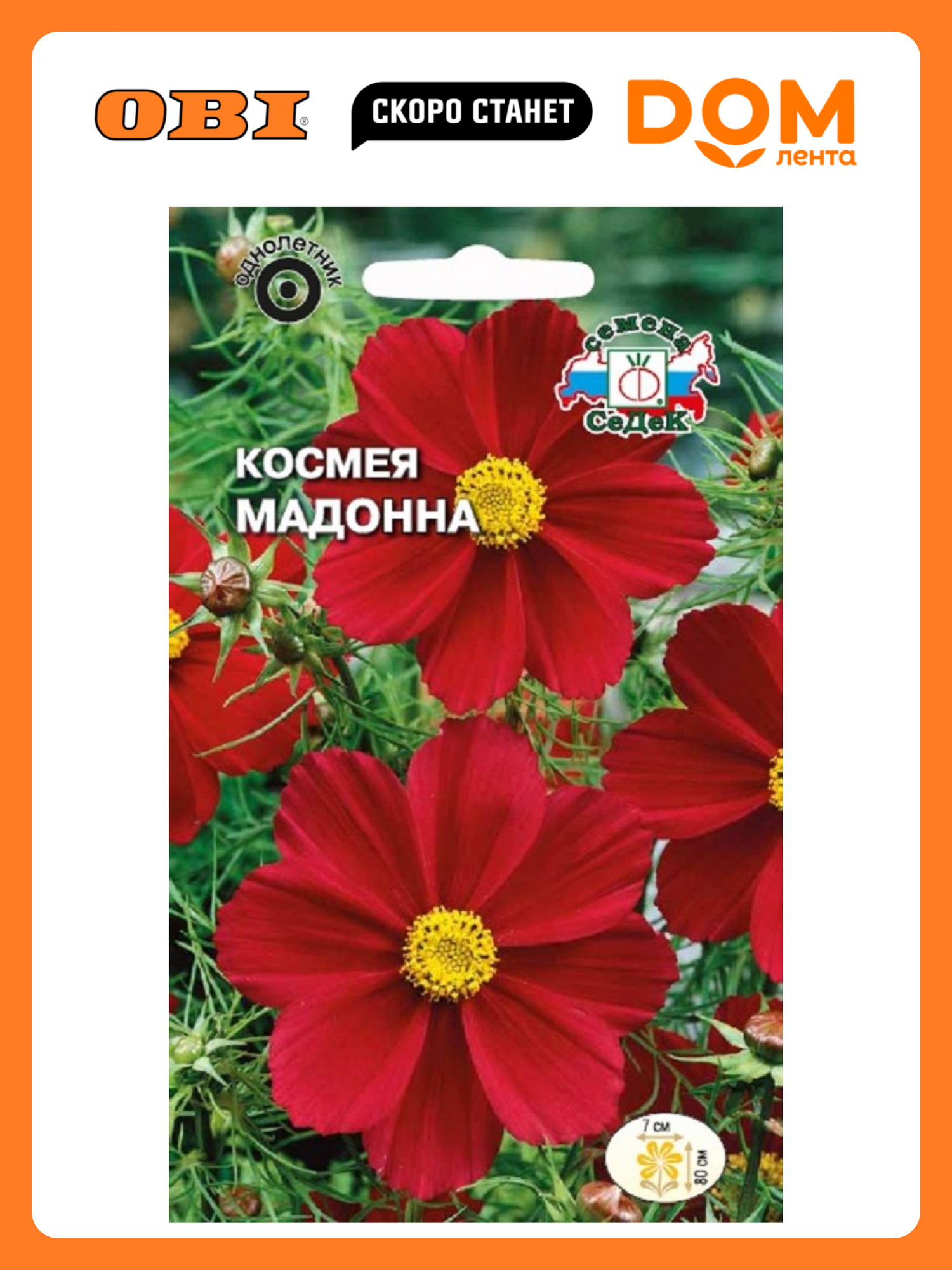 Цветок Космея Мадонна