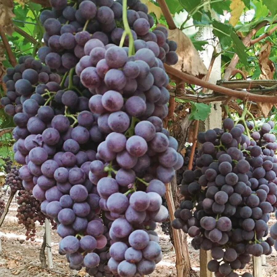Виноград Апулия Роза (Столовый/1 саженец), Россия