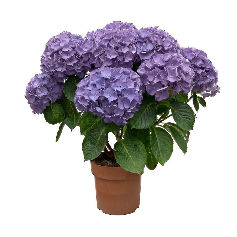 Гортензия крупнолистная Нунки (1 саженец в горшке Р12), Нидерланды