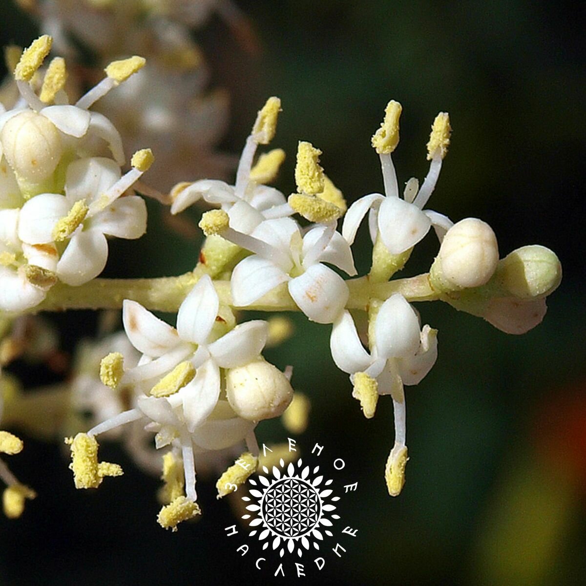 Семена Бирючина блестящая (лат. Ligustrum lucidum) 50шт от Green Legacy