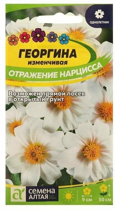 Семена цветов Георгина 'Отражение Нарцисса', Сем. Алт, ц/п, 0,2 г