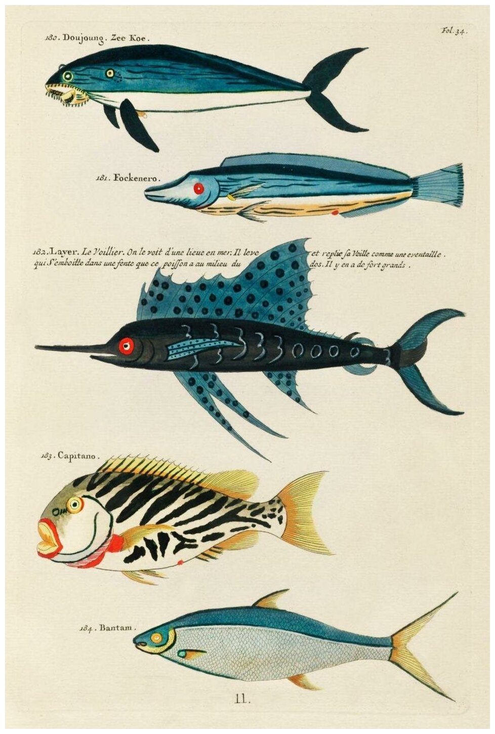 Постер / Плакат / Картина Рыбы - Разновидность морских хищников 60х90 см в раме