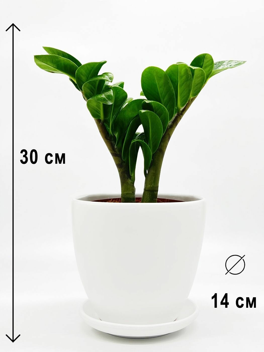 Замиокулькас Зензи ЖУК в керамическом белом горшке с поддоном, высота 25-30см