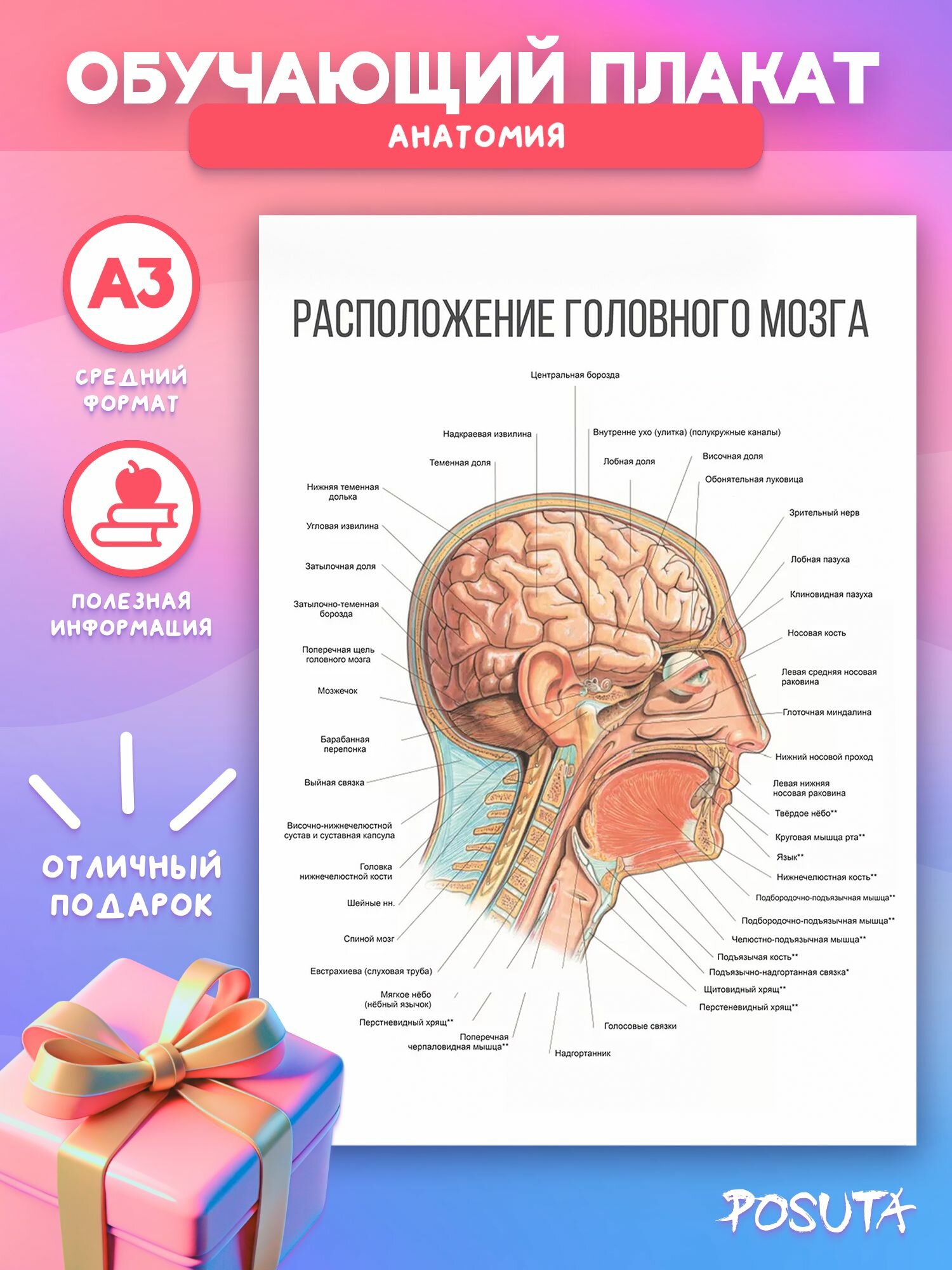 Постер анатомия человека расположение головного мозга