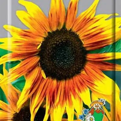 Семена декоративного подсолнечника "Бронзовый король", 3 пачки в комплекте