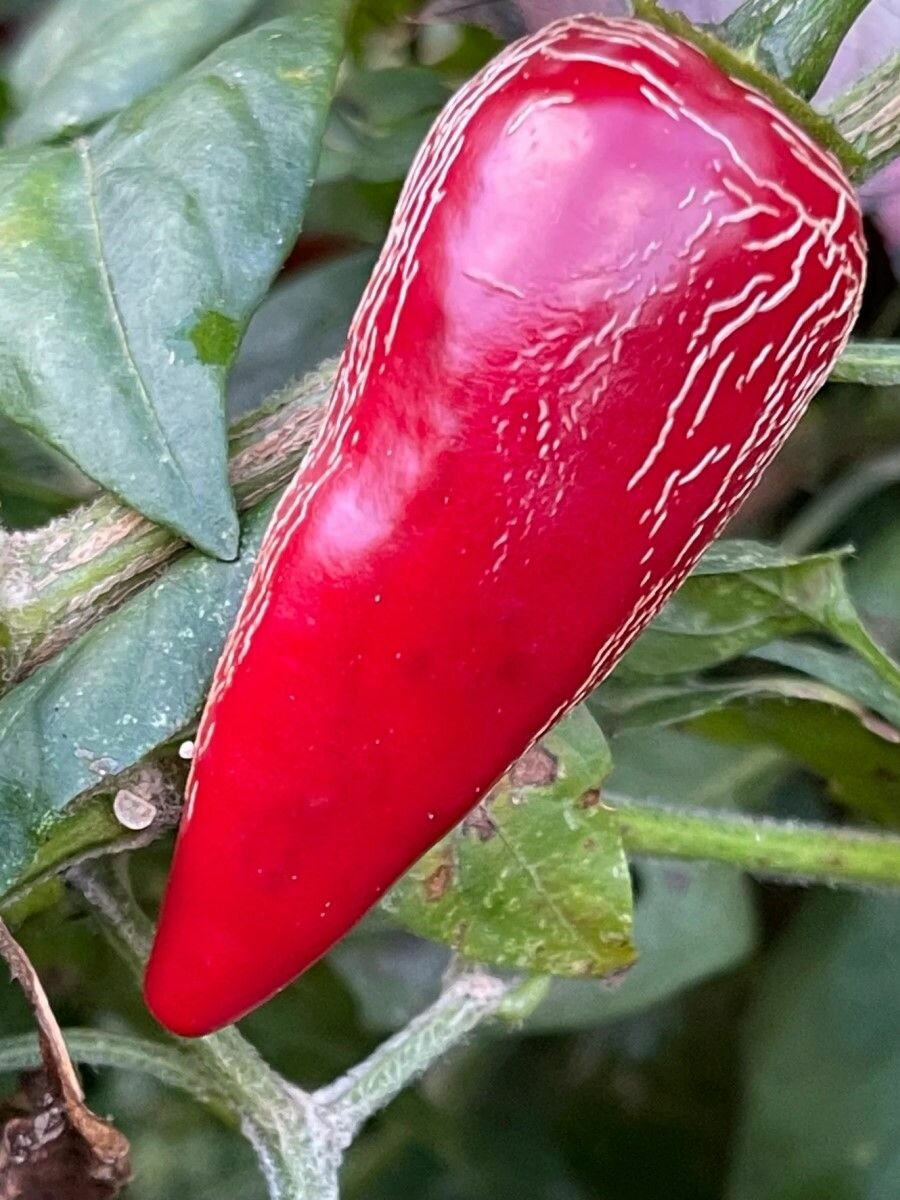 Острый перец Халапеньо rayados семена 5 штук