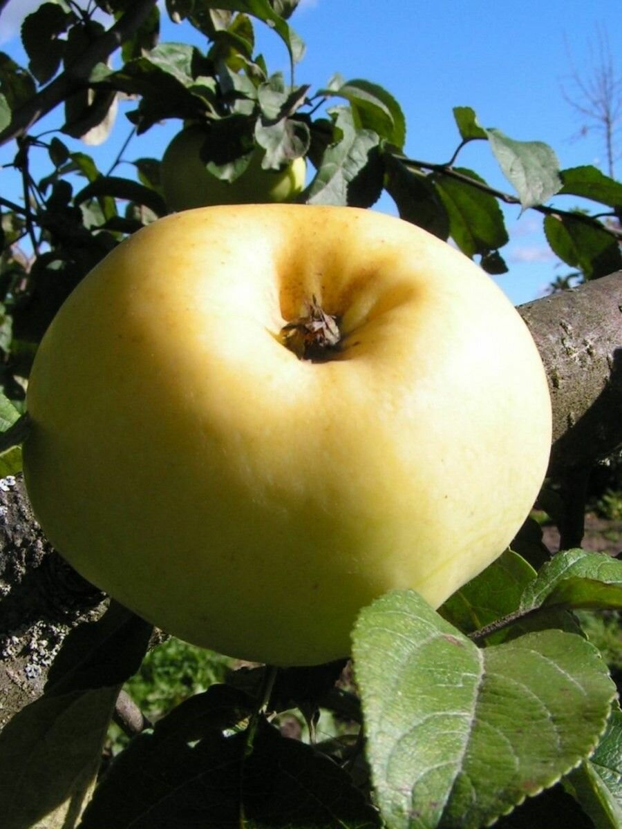 Яблоня Антоновка семена 10 штук