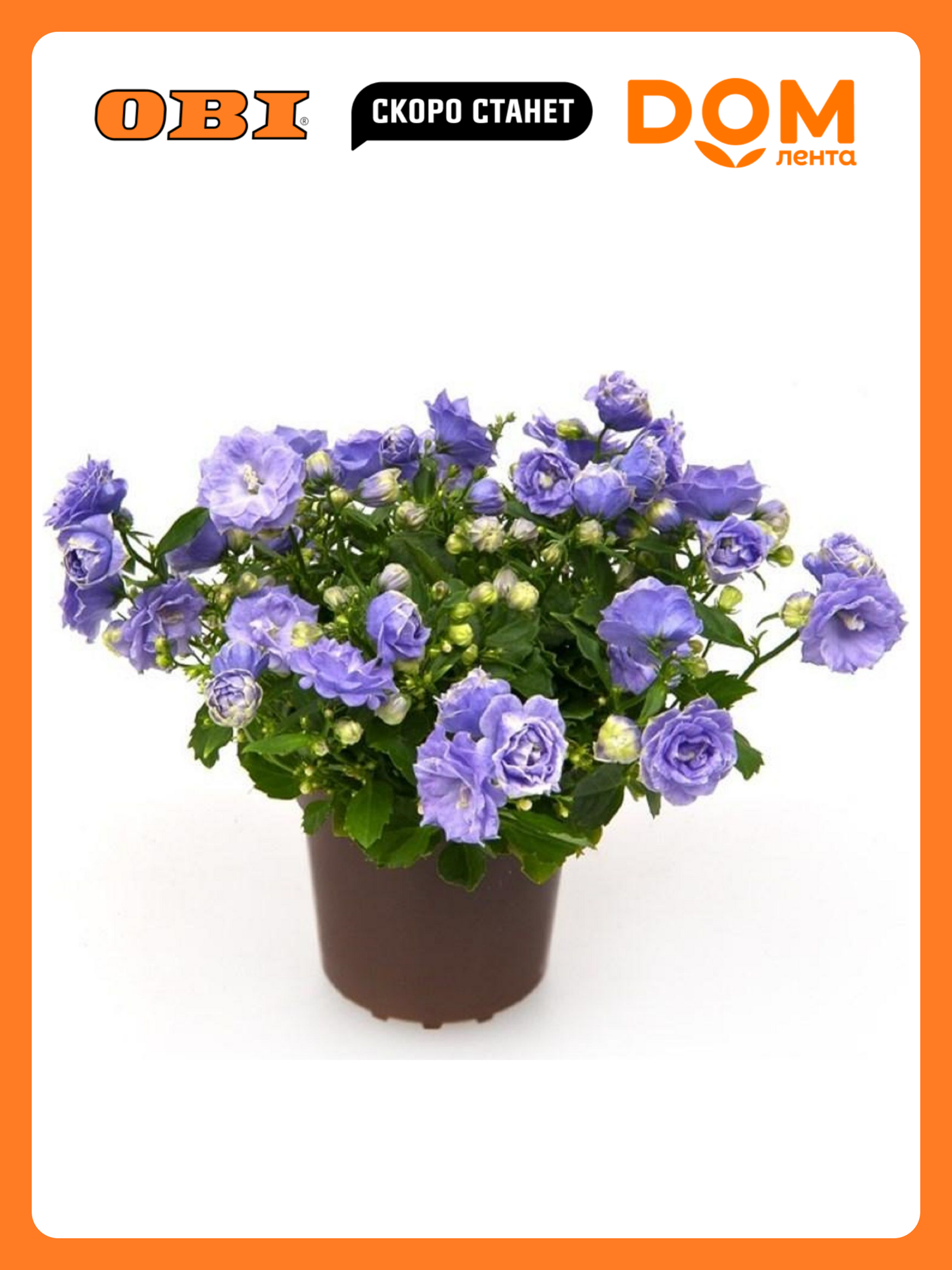 Растение Кампанула махровая