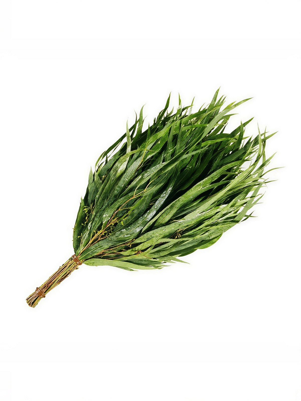 Веник для бани эвкалиптовый отборный, 60 см, в индивидуальной упаковке