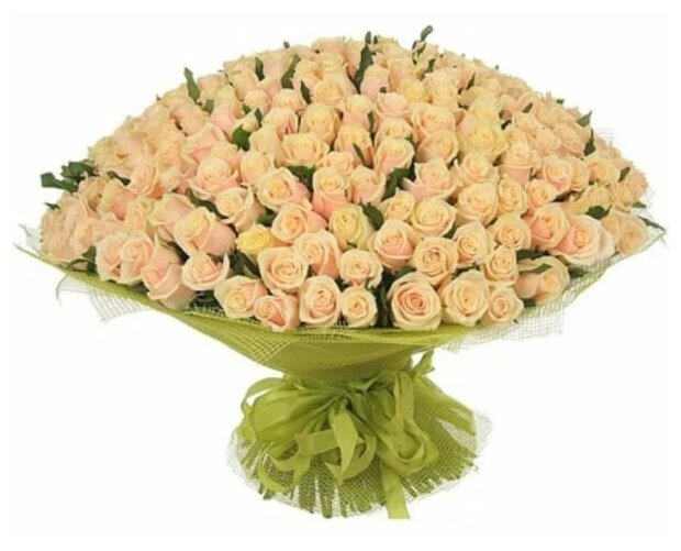 Цветы живые букет Flor-Pro Flowers из 151 кремовой розы 50 см в дизайнерской упаковке
