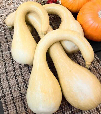 Семена тыквы мускатная Сахарная Булава (1,5-2 кг) 1 гр.