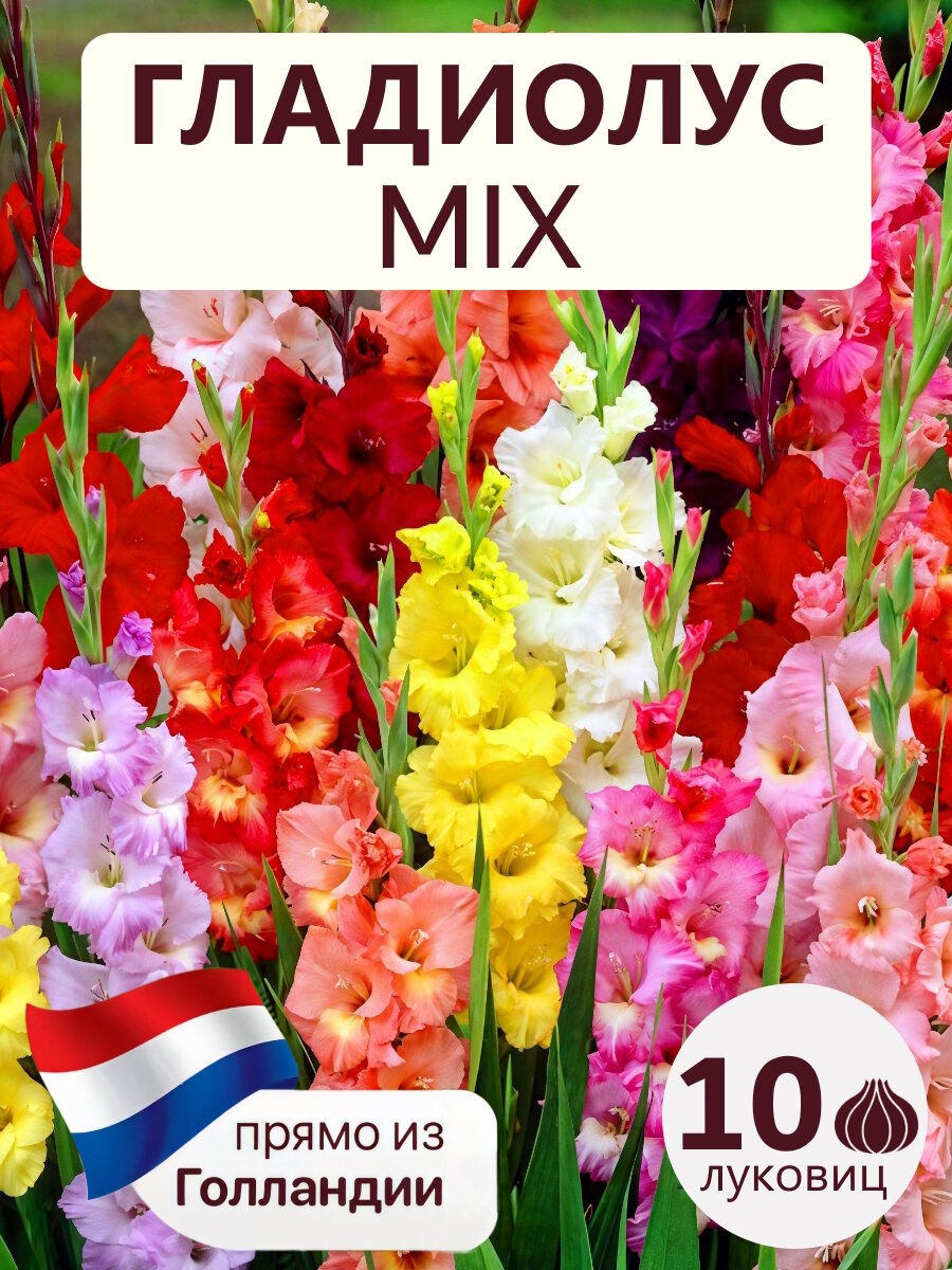 Гладиолусы луковицы крупноцветковые Микс, 10 шт