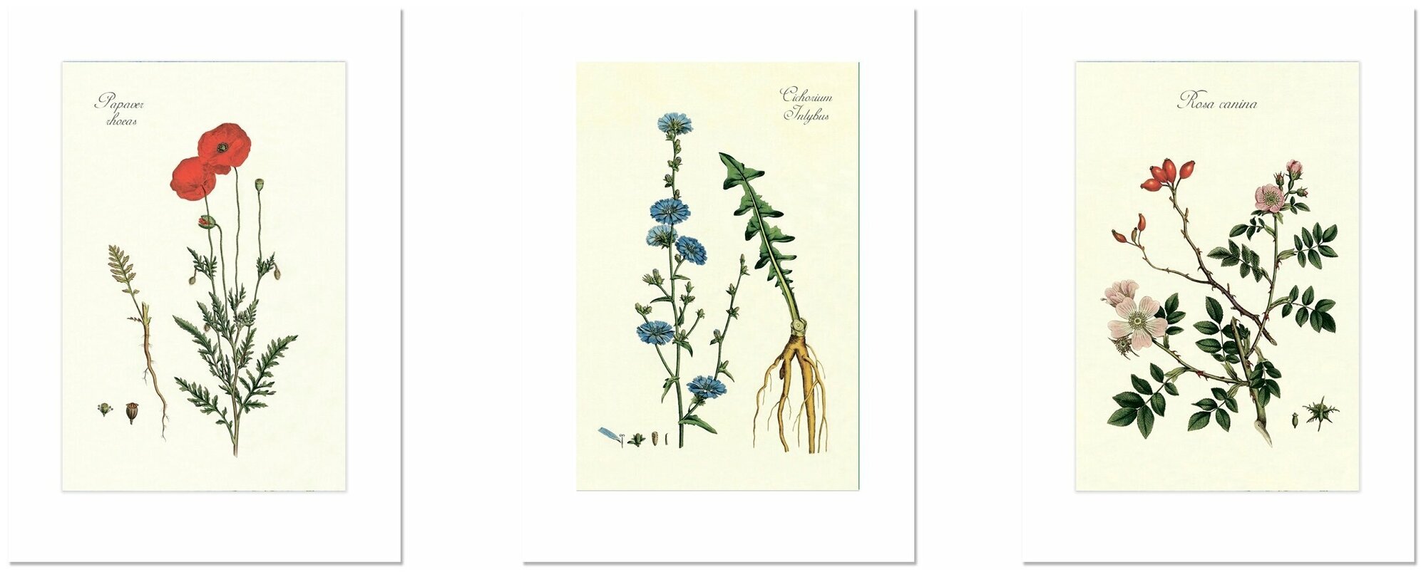 Набор постеров Даринчи А4 3 штуки №2