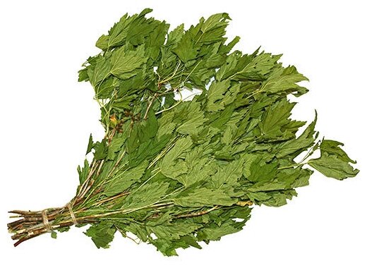 Запарка из смородины