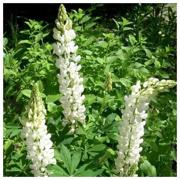 Семена Орешка Люпин однолетний Дега 15 ШТ