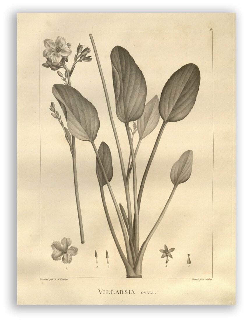 Гравюра Постер на бумаге / Villarsia / Вилларсия