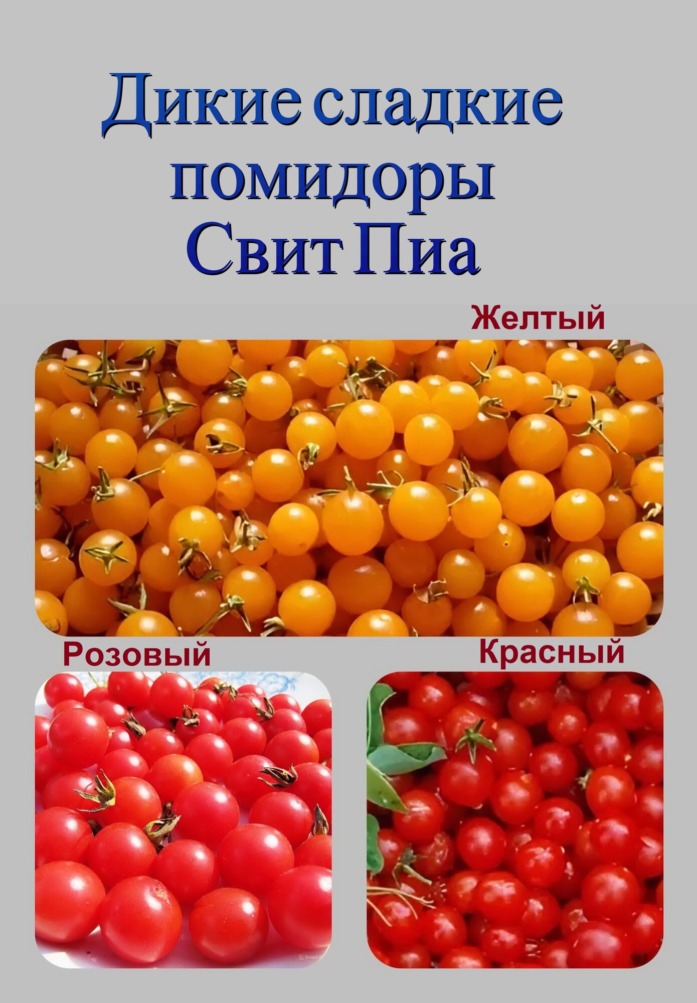 Набор семян томата "Свит Пиа", коллекционный, устойчивый к заболеваниям, 3 упаковки