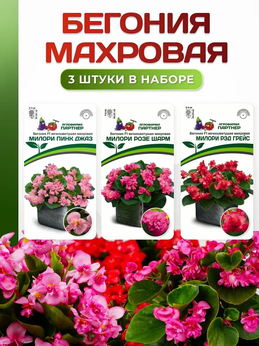 Семена набор : Бегония махровая - Милори Пинк джаз, Розе шарм, Рэд грейс