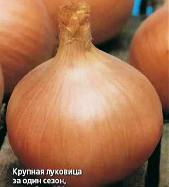 Коллекционные семена лука репчатый Супра