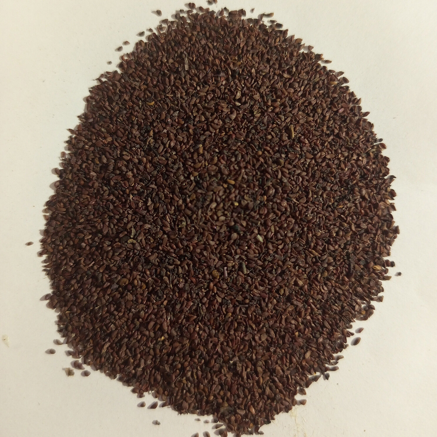 Семена черника обыкновенная для посадки 500 штук