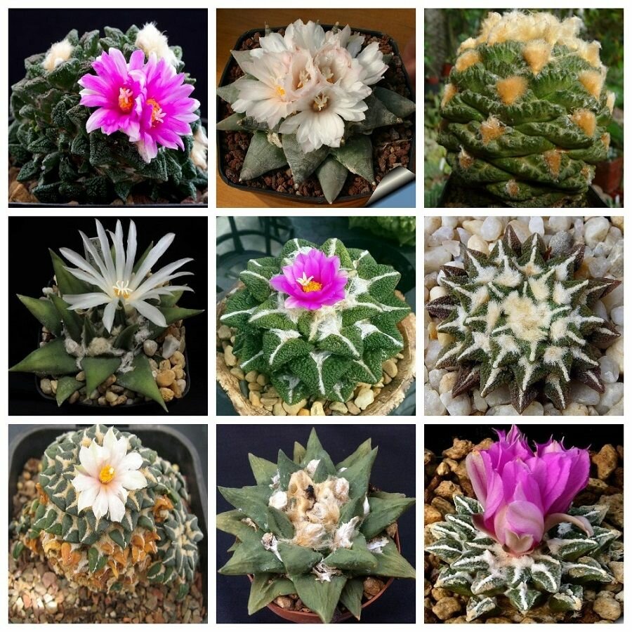 Ариокарпус микс сортов, кактусы, семена