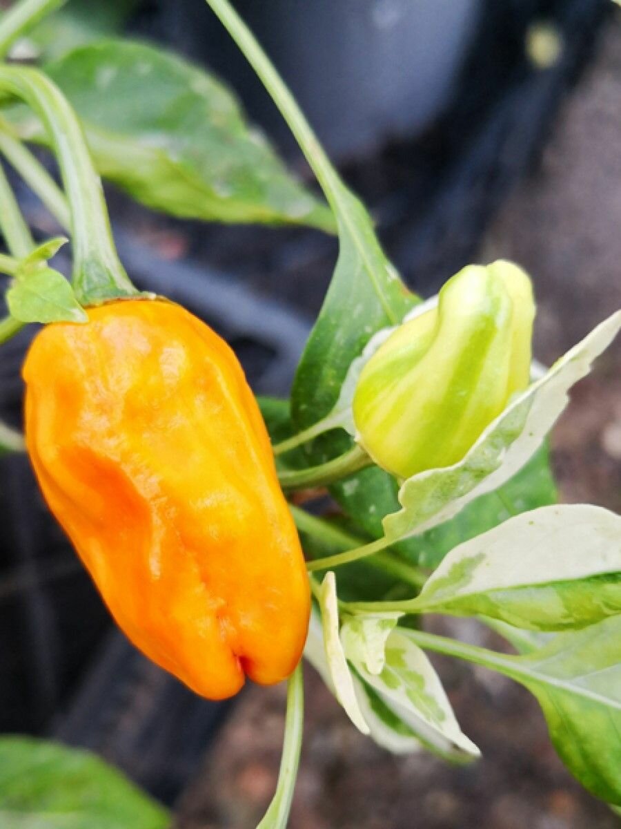 Семена Острый перец Fish orange, 5 штук