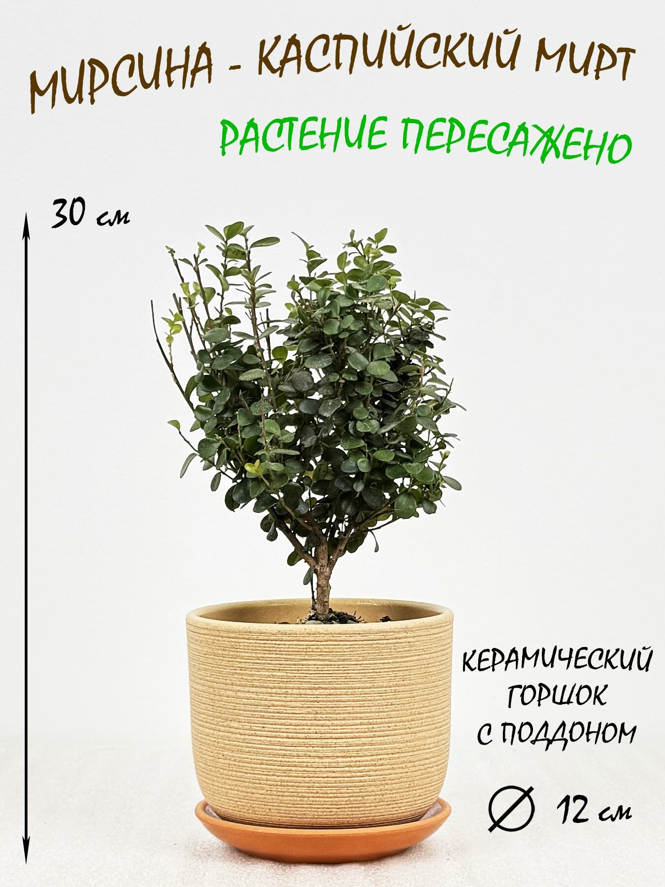 Мирсина в кремовом керамическом горшке с поддоном, высота 25-30см