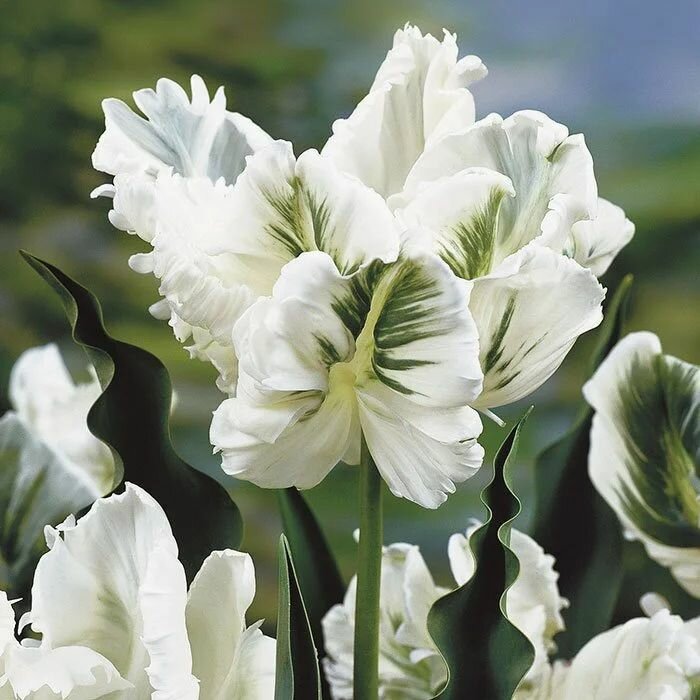 Тюльпан Супер Пэррот 5 шт.