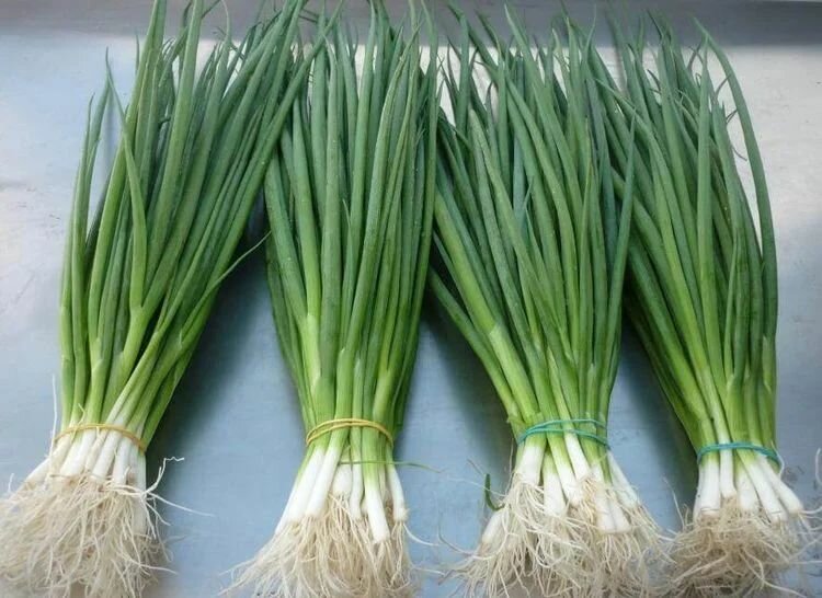 Коллекционные семена лука на зелень Нубука Эвигрин