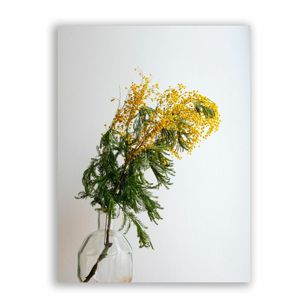 Постер цветы на бумаге / Мимоза / Размер 40 x 53 см