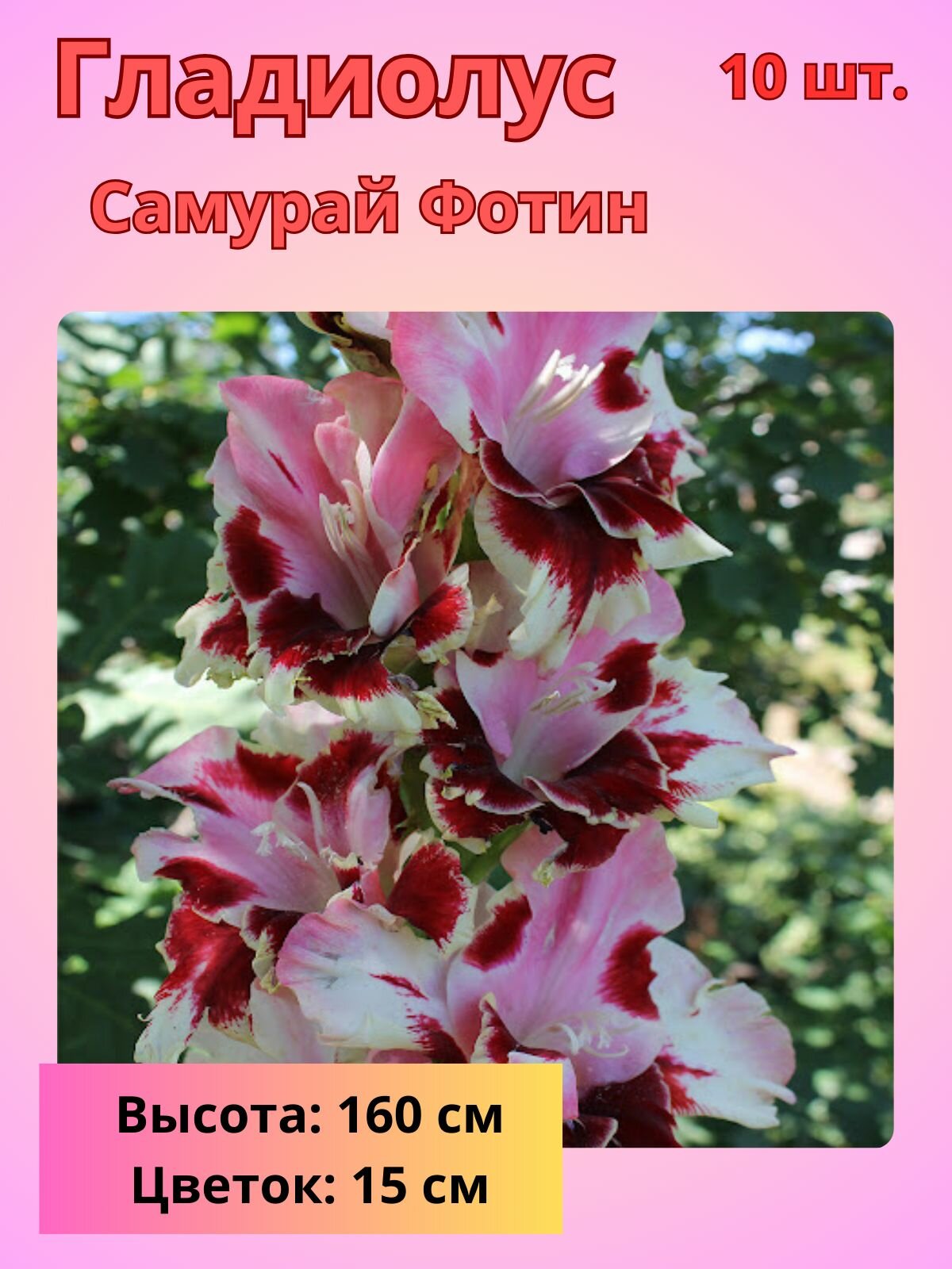 Гладиолус крупноцветковый, луковицы Гладиолуса 10 шт