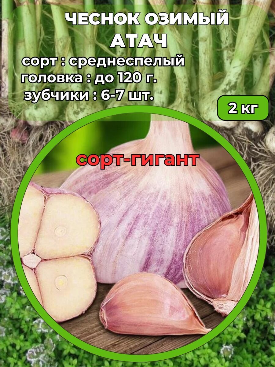 Чеснок озимый на посадку Атач 2 кг