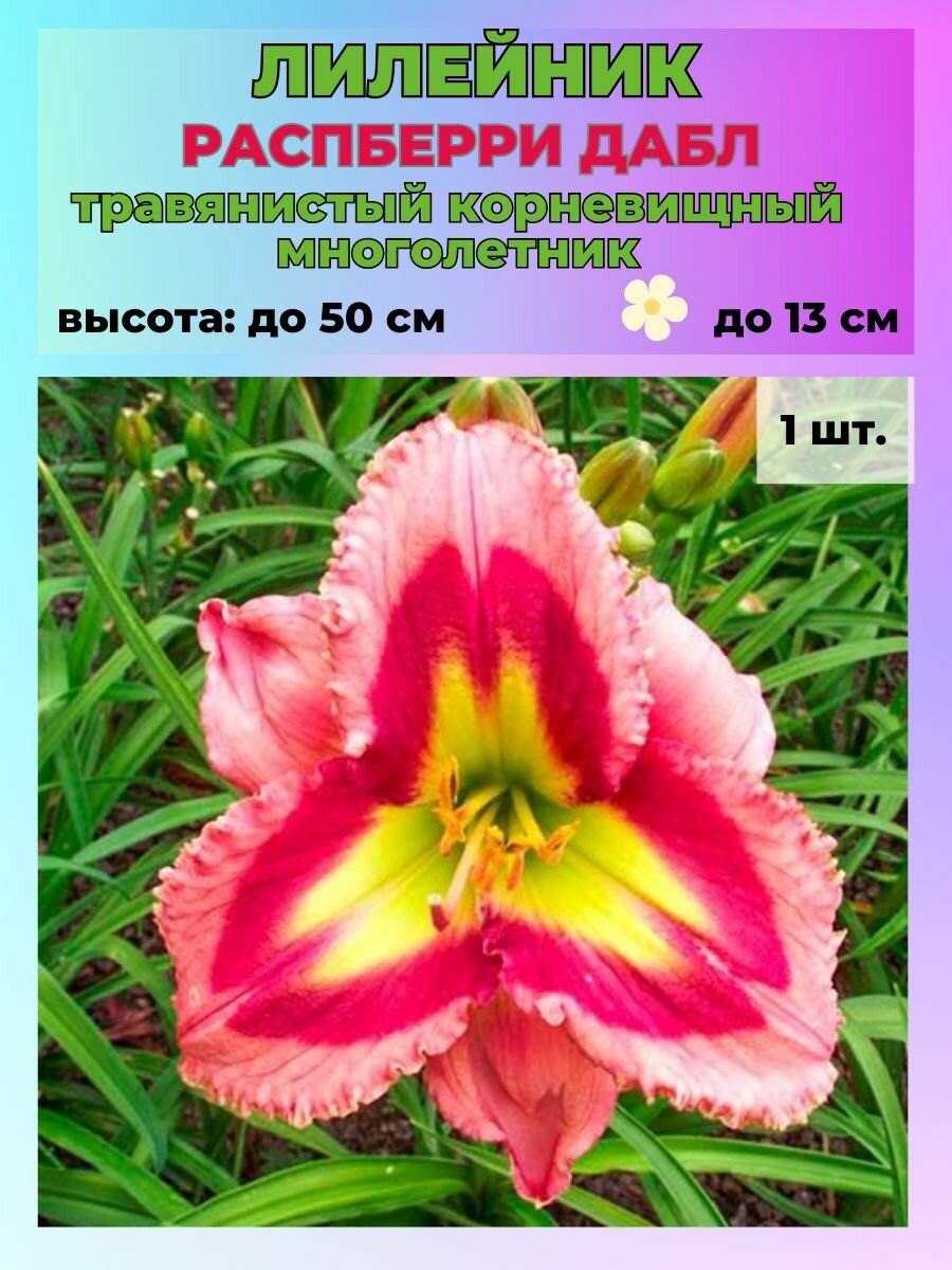 Лилейник Распберри дабл, корневище 1 штука