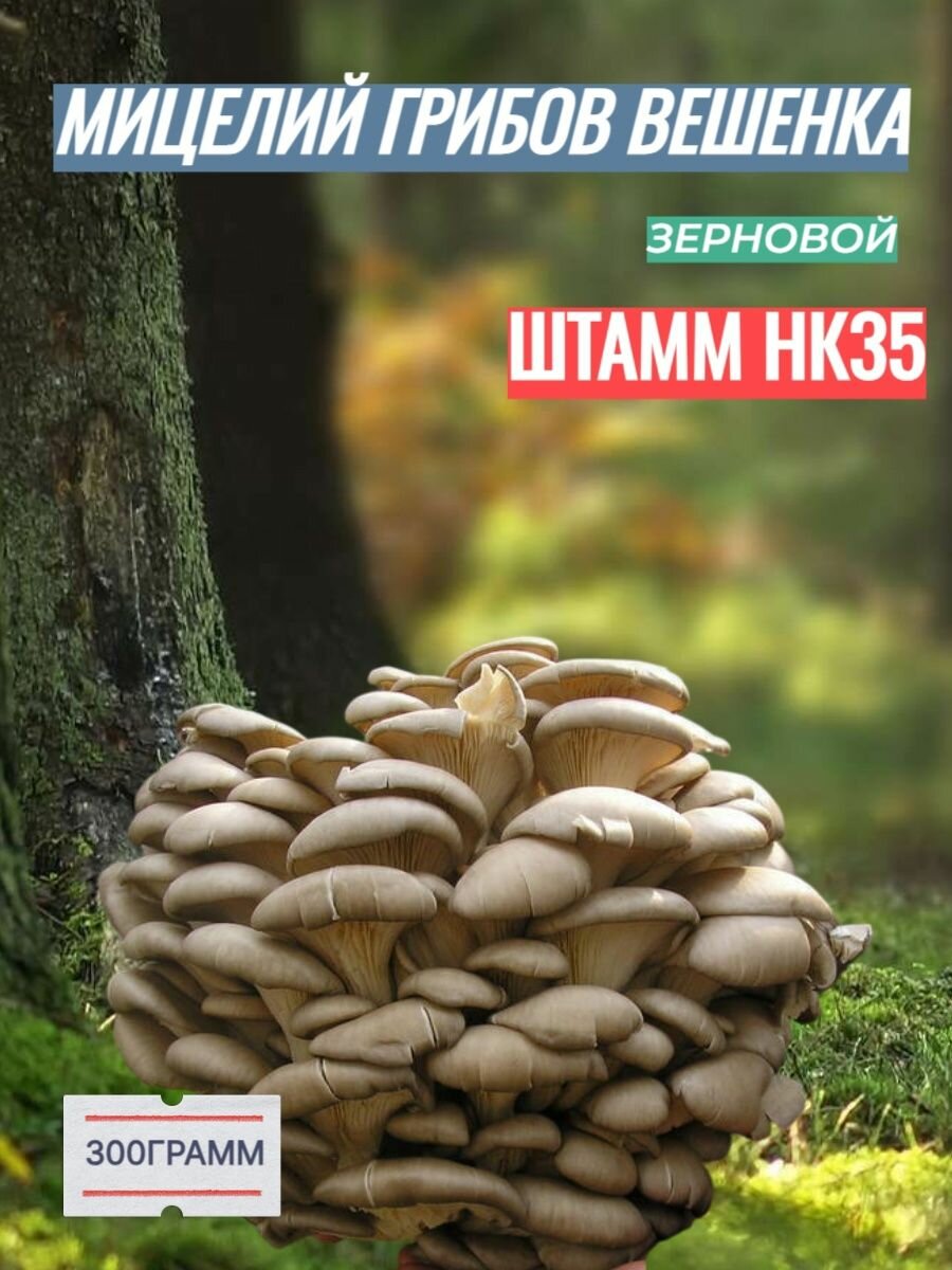Мицелий грибов вешенка зерновой (штамм НК35) - 300 гр.