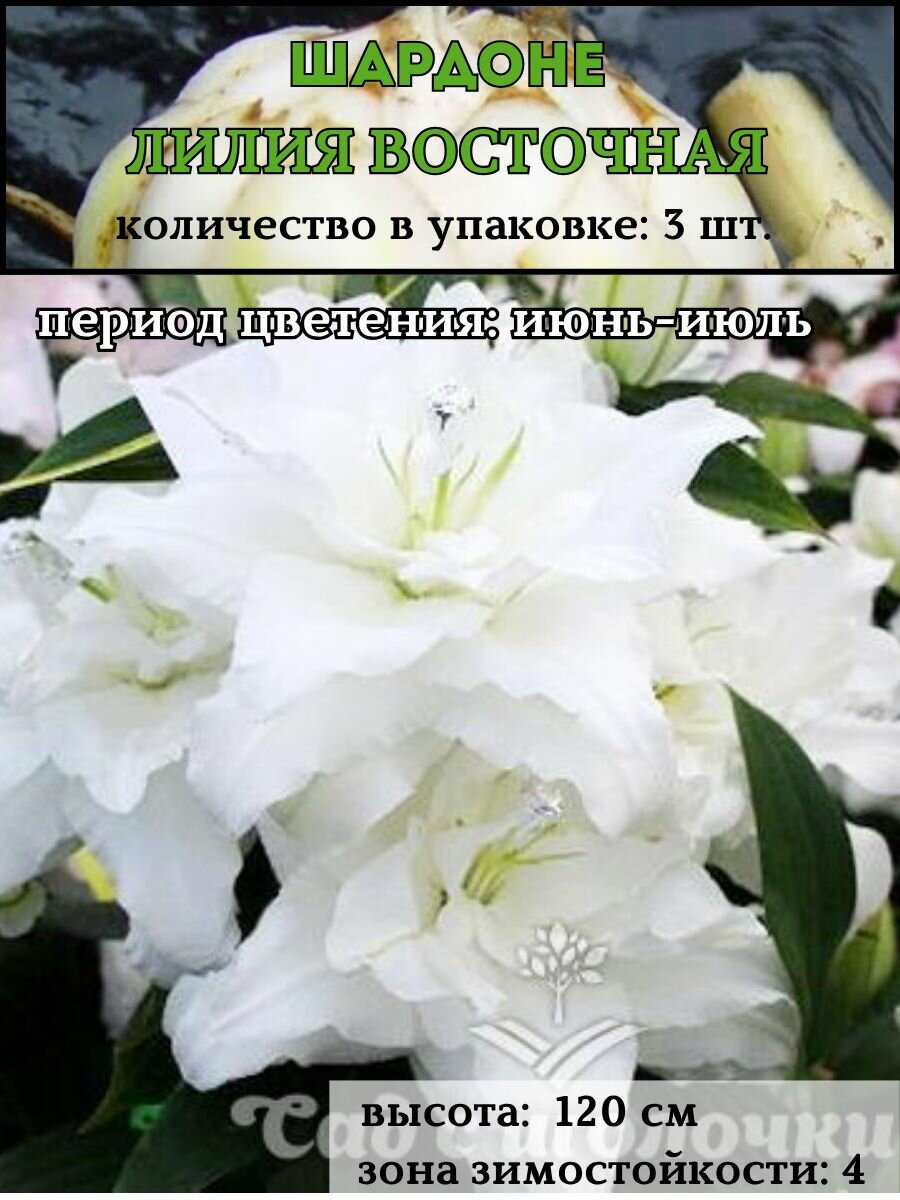 Лилия восточная Шардоне, луковицы 3 штуки