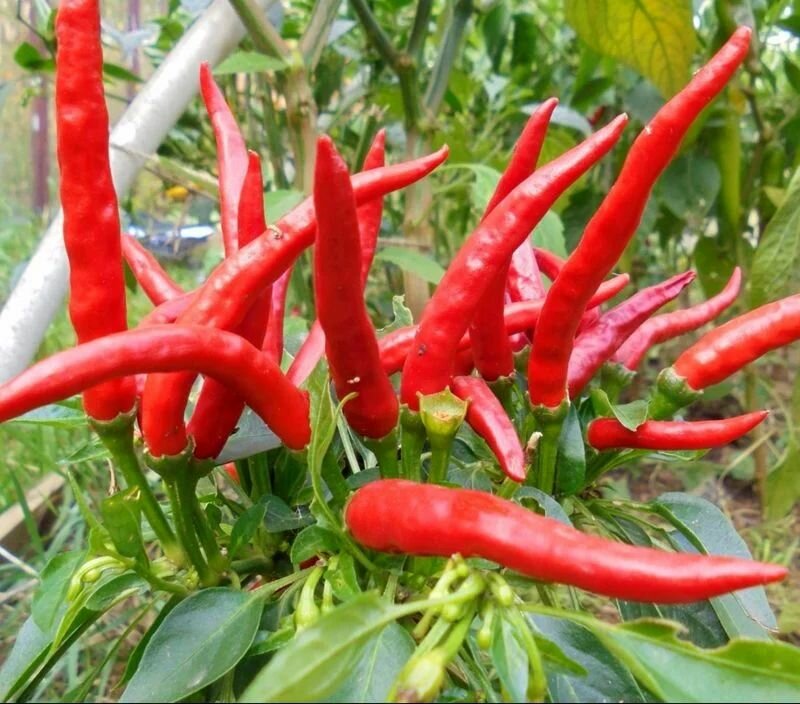 Коллекционные семена перца острого Горгона