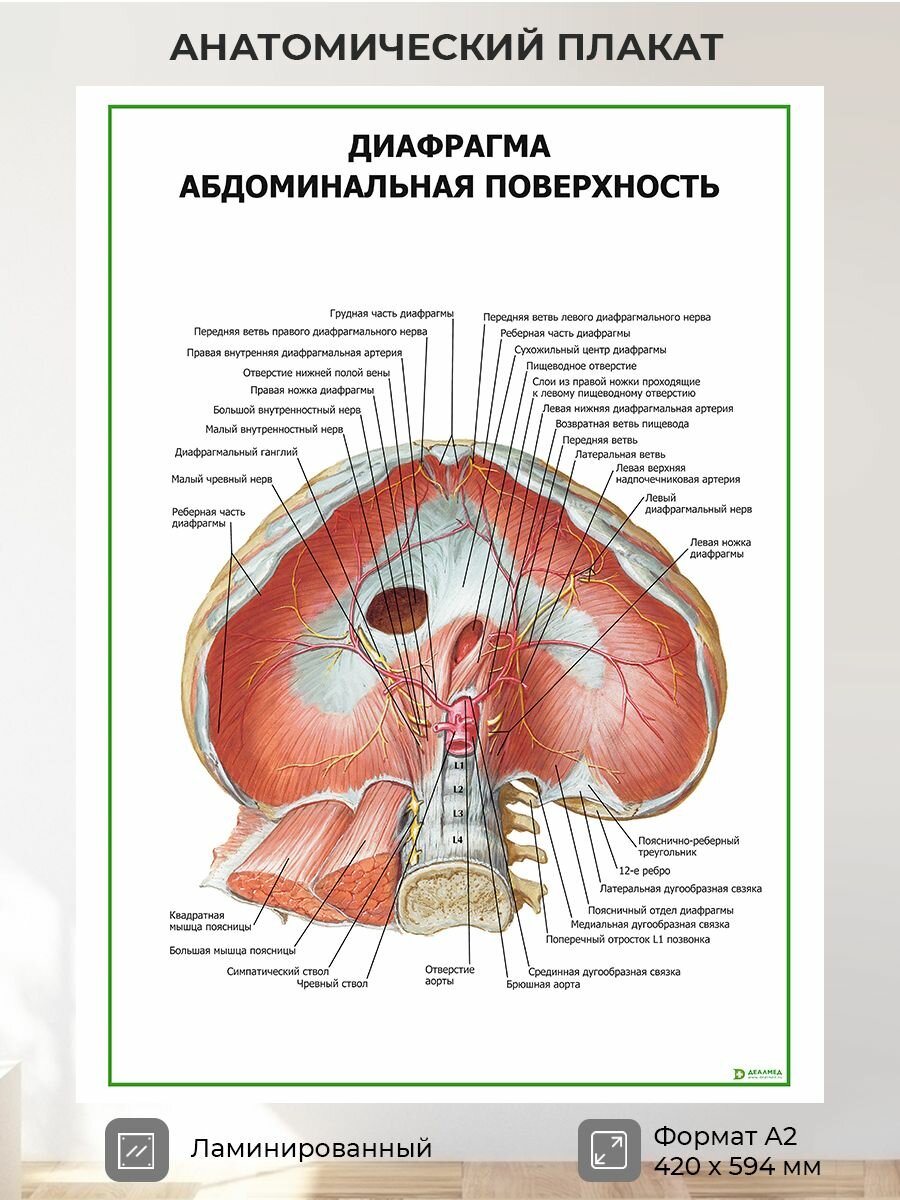 Обучающий медицинский плакат ламинированный формат А2 Диафрагма. Абдоминальная поверхность