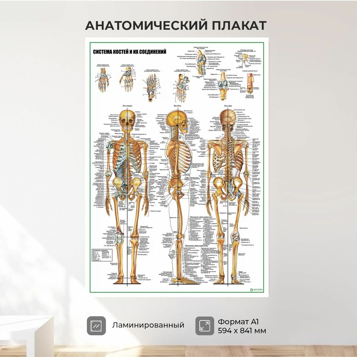 Обучающий медицинский плакат анатомия Система костей и их соединений А1